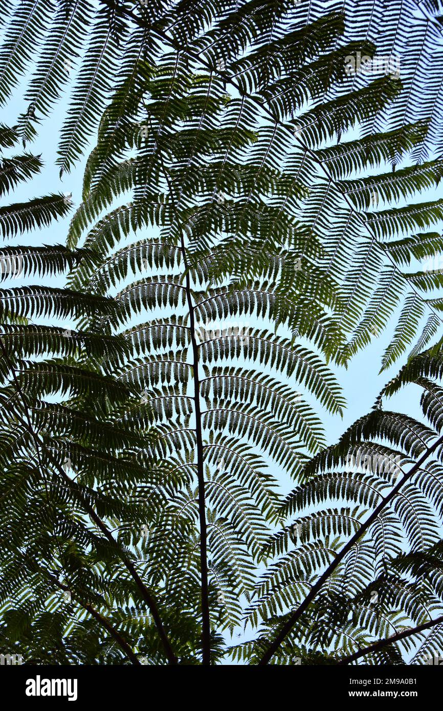 Cyatheales, Baumfarn, Fougères arborescentes, páfrányfa, Bali Botanic ...