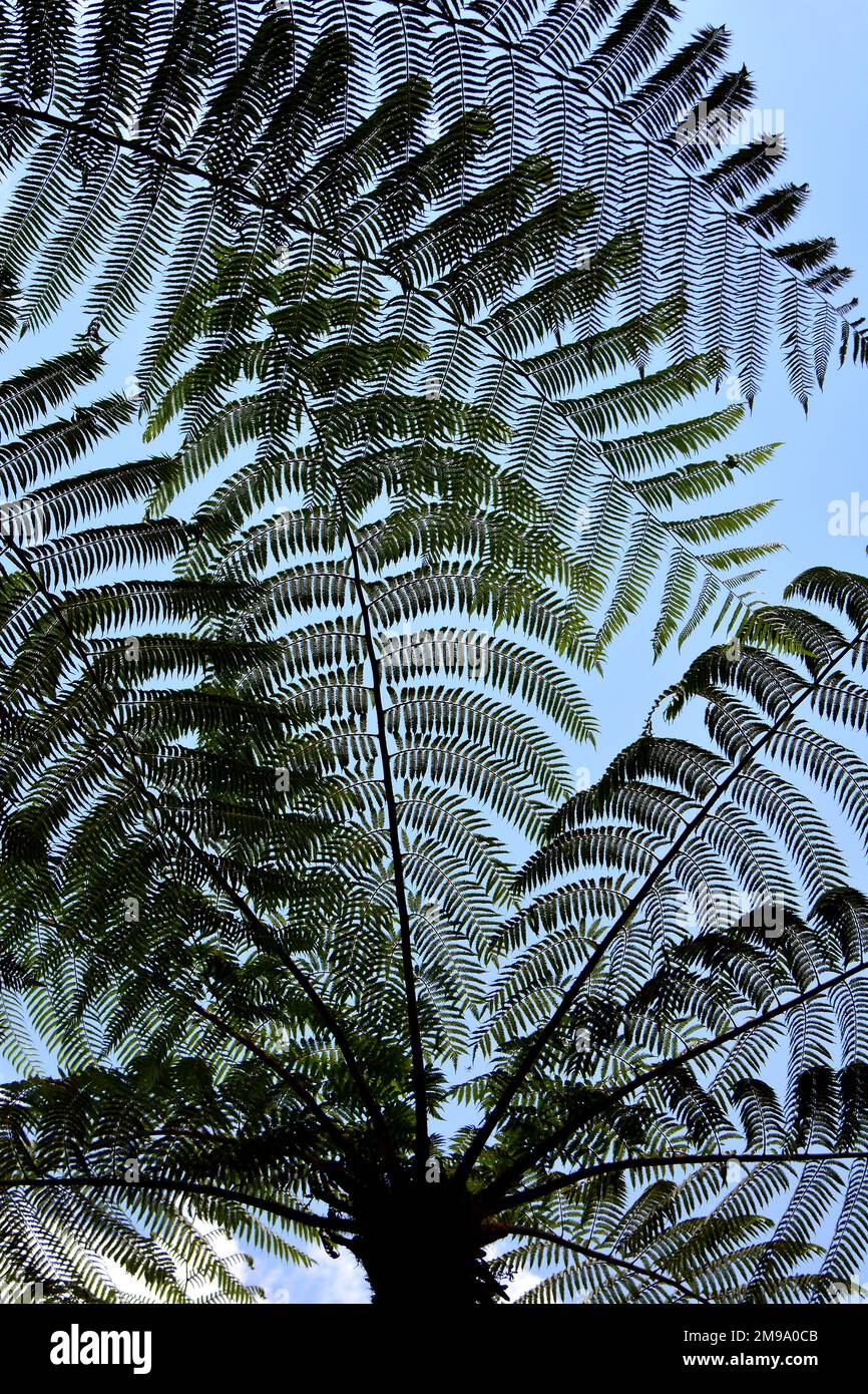 Cyatheales, Baumfarn, Fougères arborescentes, páfrányfa, Bali Botanic ...