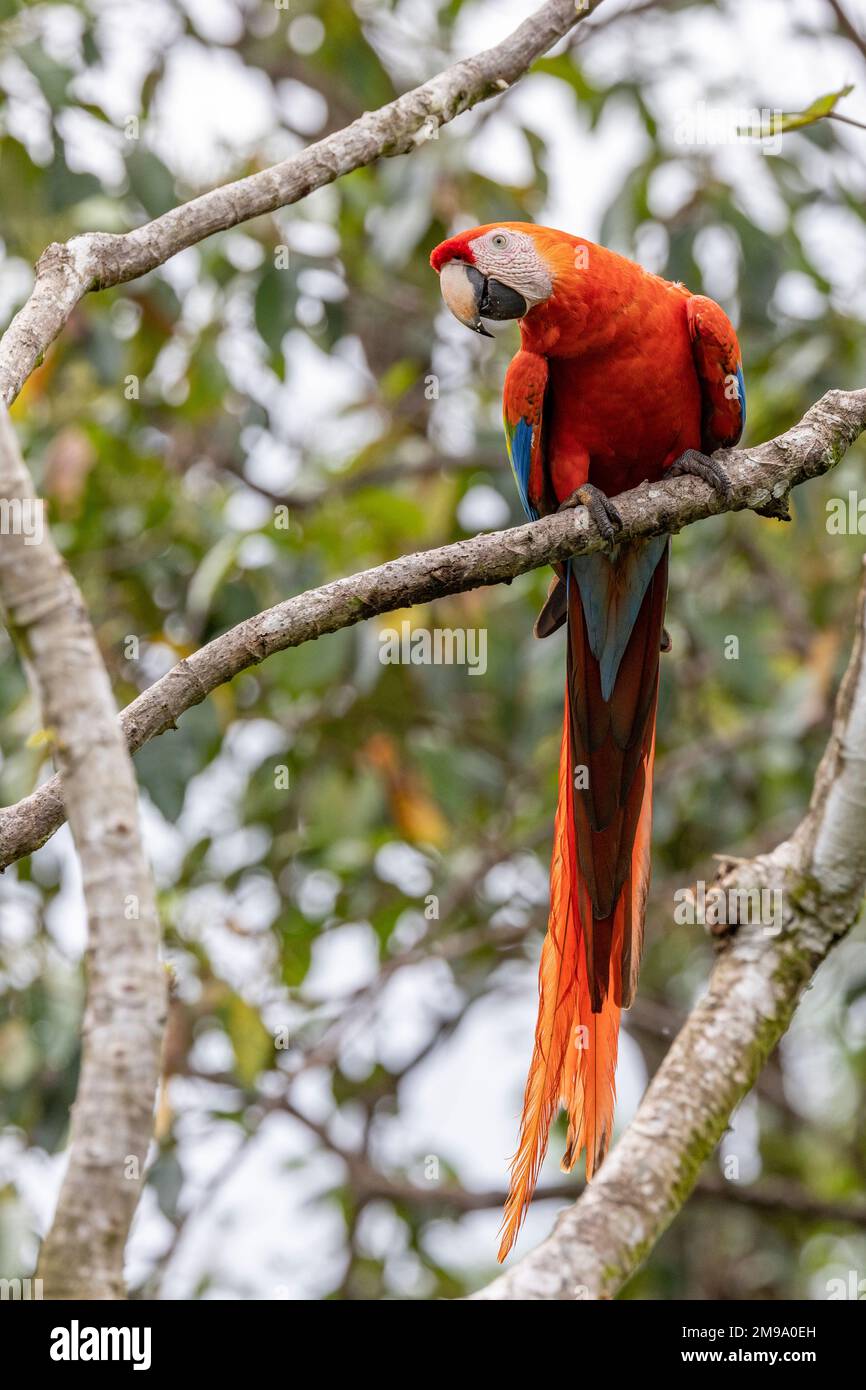 Scarlet macaw in costa rica hi-res stock photography and images - Alamy