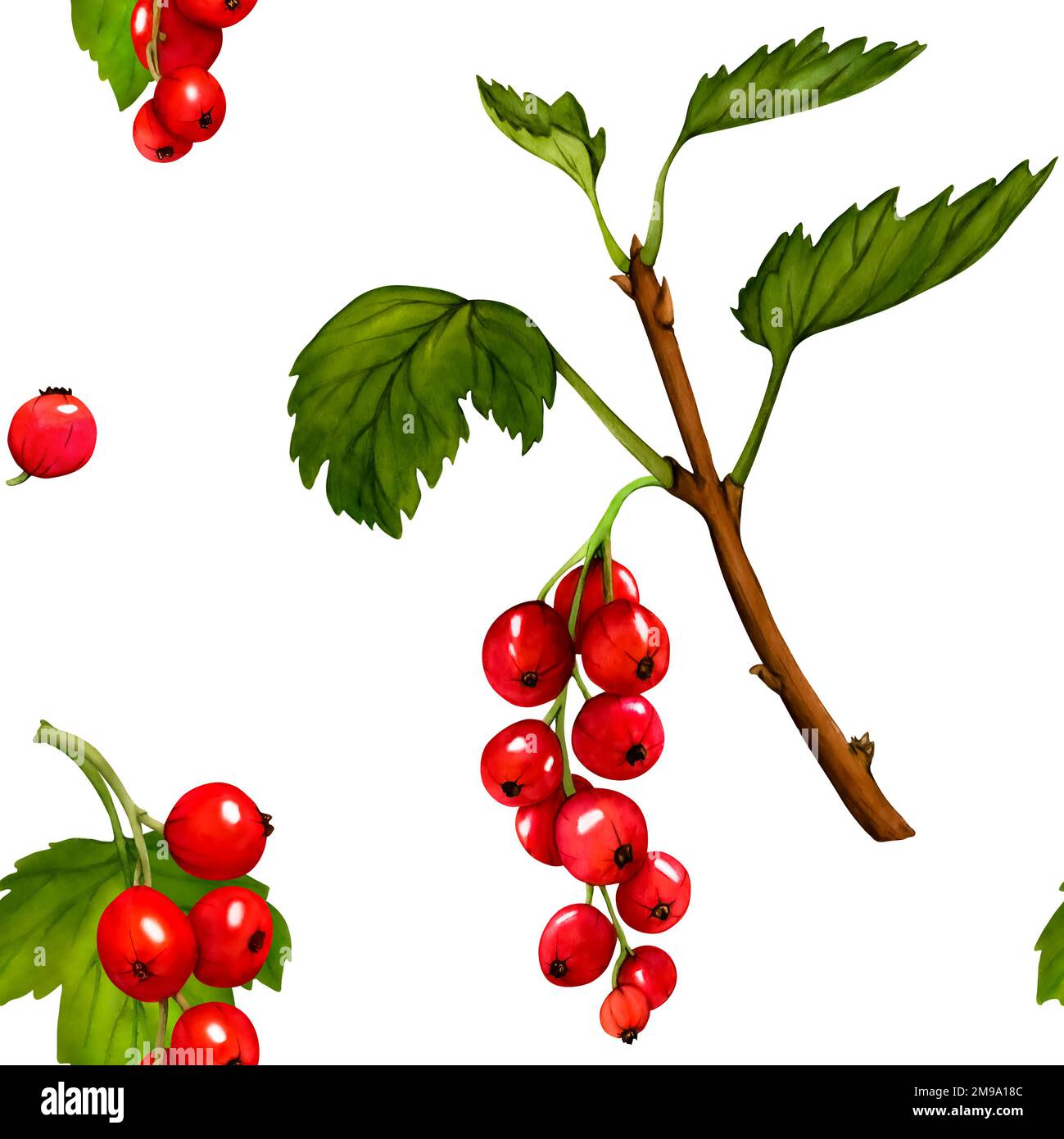 Pattern. Watercolor red ripe currant berries isolated on white ...