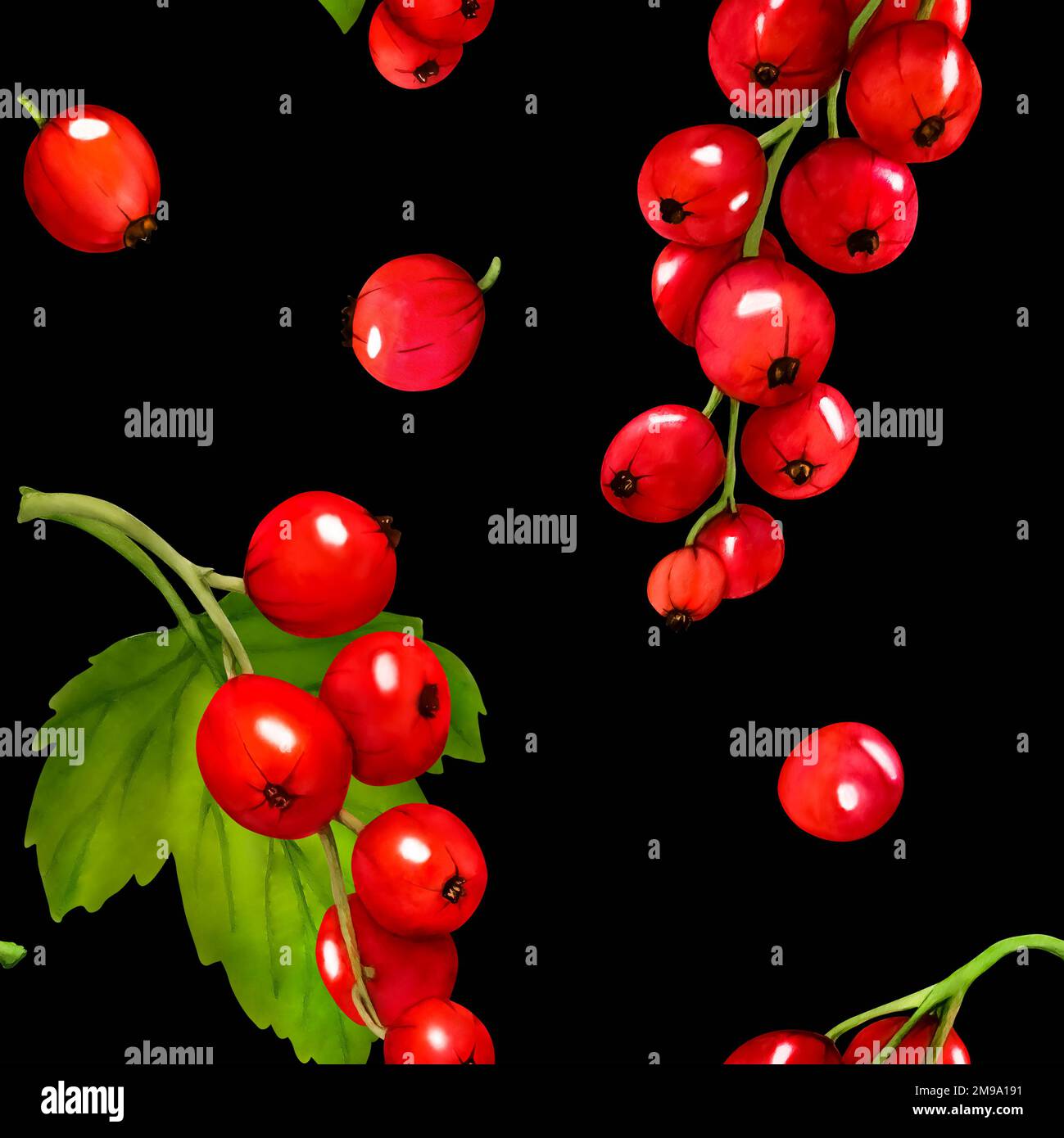 Pattern. Watercolor red ripe currant berries isolated on black ...