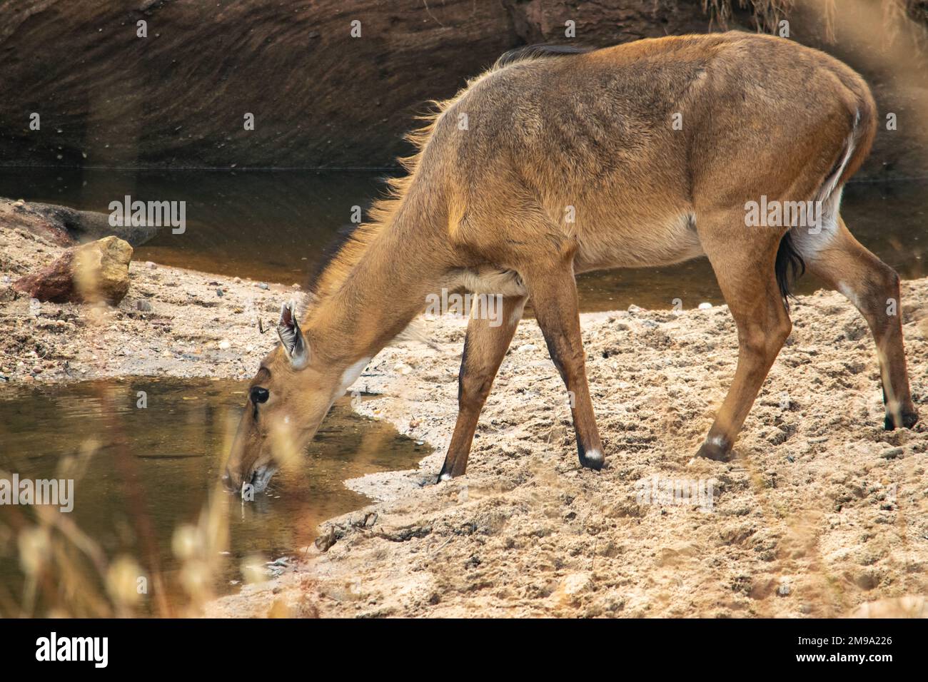 An amazing close-up of a wild female sambar deer drinking water Stock ...