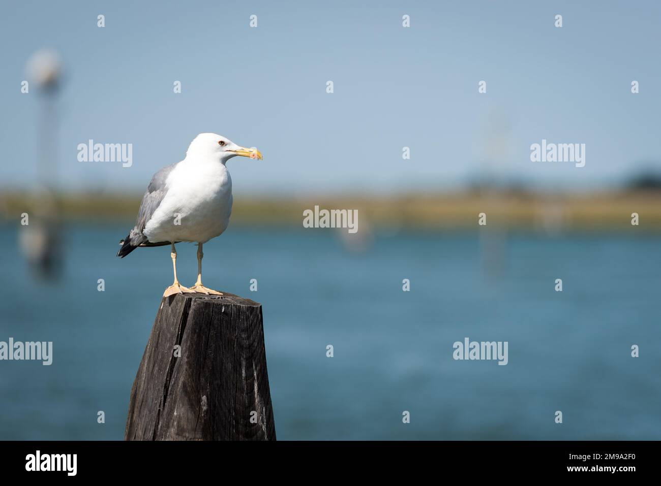 A closeup of a seagull perched on a tree stump Stock Photo - Alamy