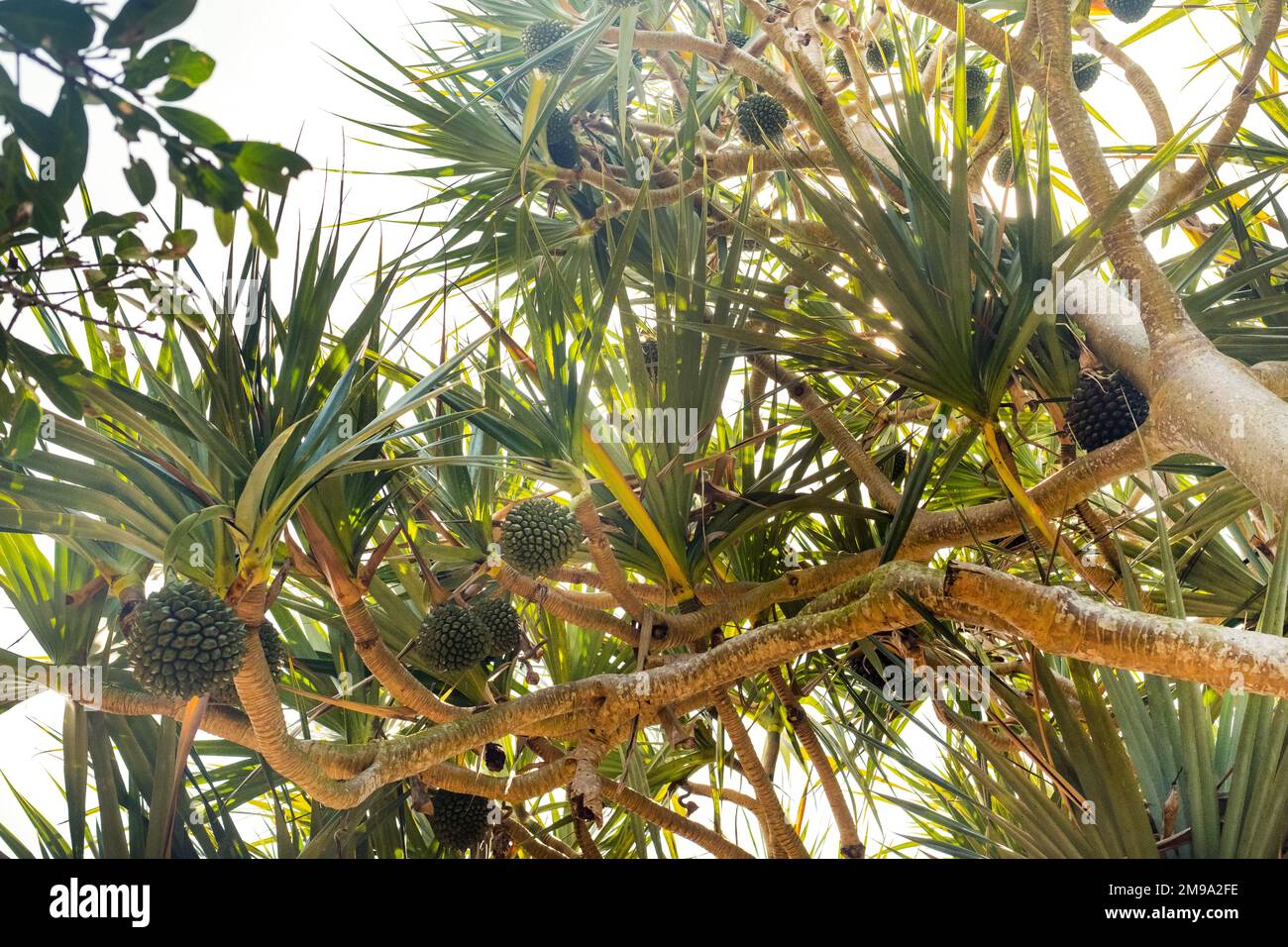 The common screwdriver Pandanus utilis is native to Madagascar ...