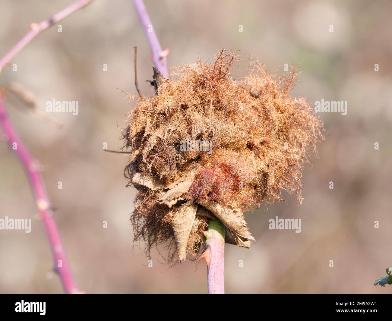 The gall of a gall wasp on a wild dog rose Rosa canina Stock Photo - Alamy