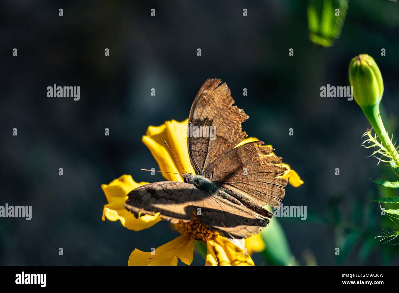 Close up of butterfly abdomen hi-res stock photography and images - Alamy