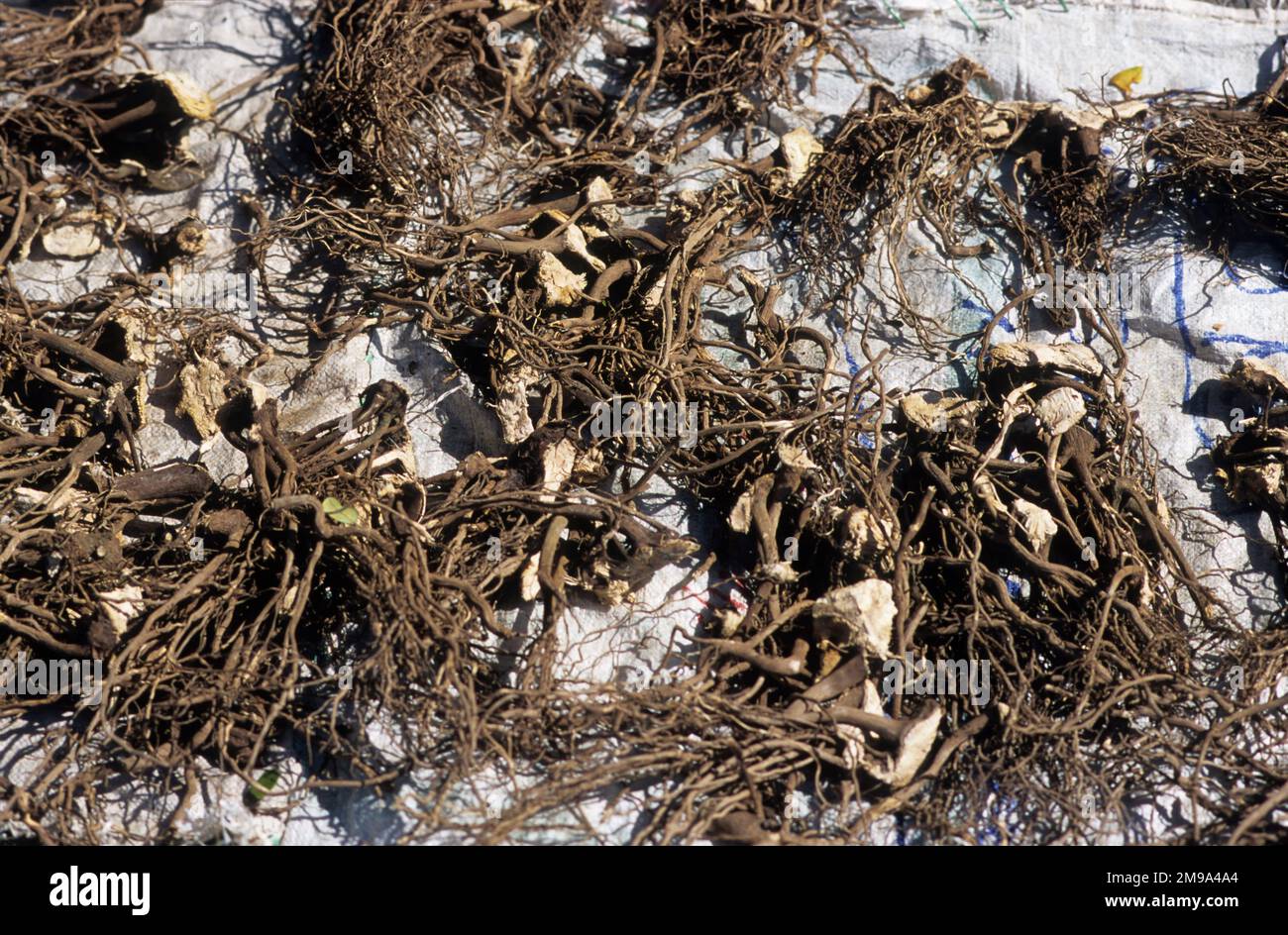 Fiji, South Pacific, Nadi central market, Kava roots drying in the sun ...