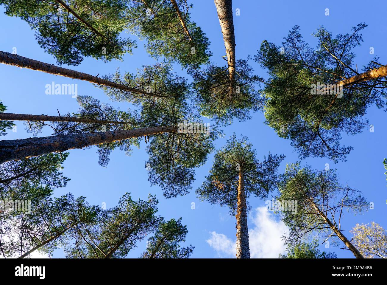 Tall evergreen pine trees on a background of blue sky with white clouds, perspective view from ...