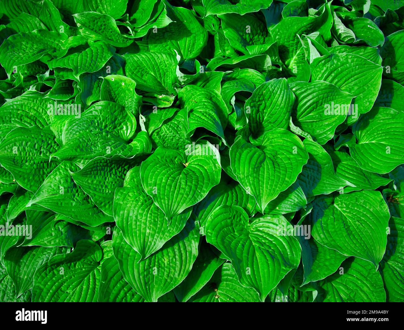 Hosta structure hi-res stock photography and images - Alamy