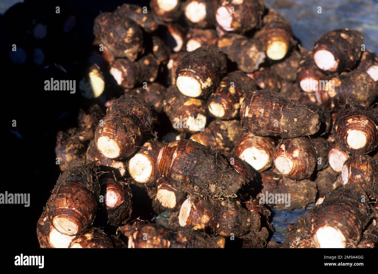 Fiji, South Pacific, Suva main market, root vegetables, Taro roots ...