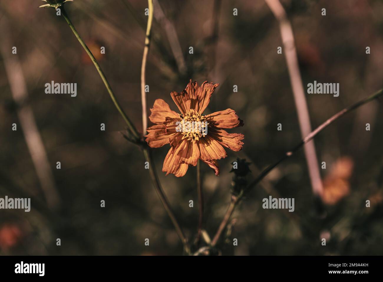 Cosmos plant hi-res stock photography and images - Alamy
