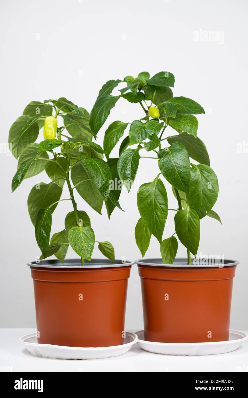 Growing peppers from seeds. Step 10 - small green peppers on the branch ...