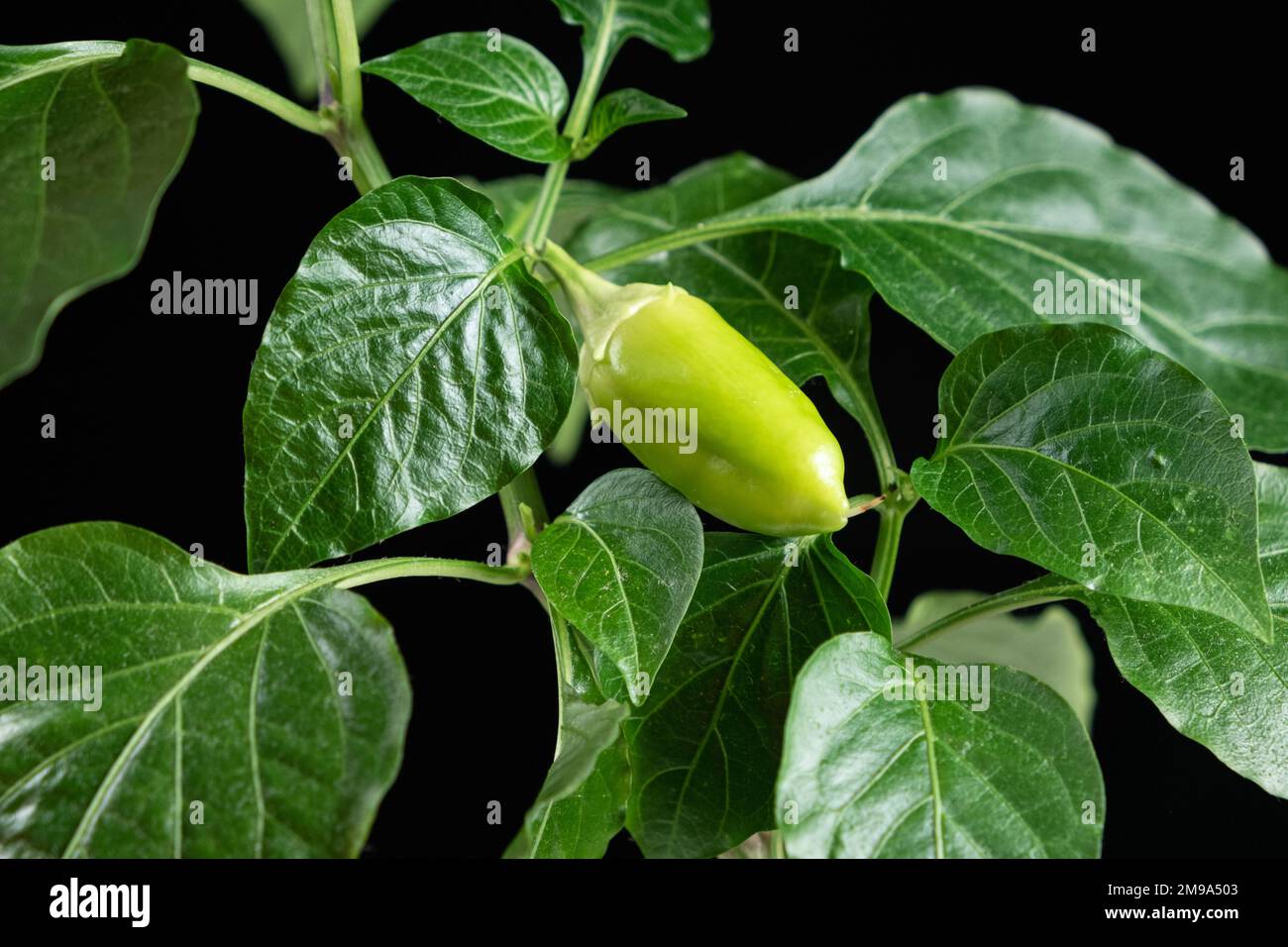 Growing peppers from seeds. Step 10 - small green pepper on the branch ...