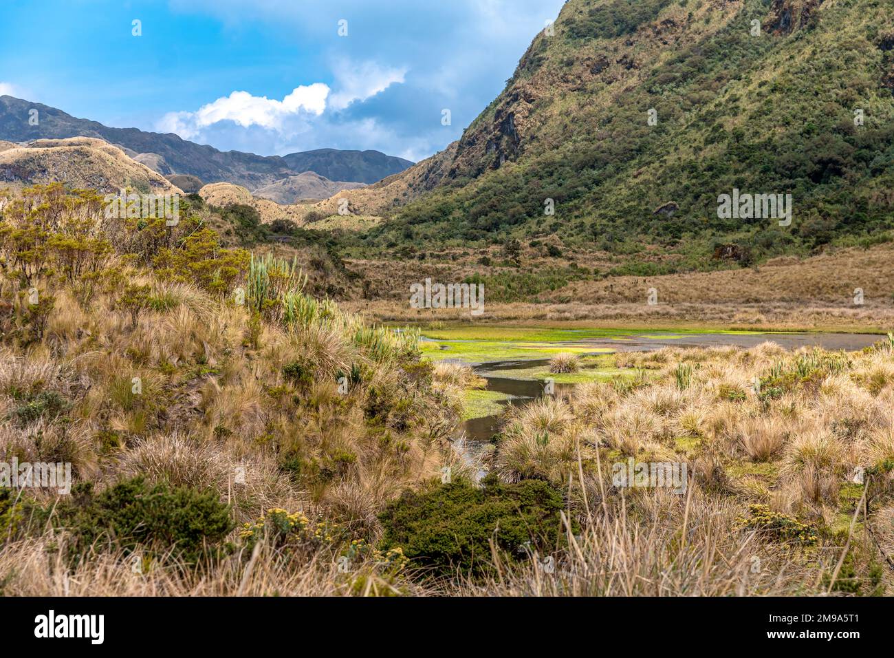 Cayambe coca ecological reserve hi-res stock photography and images - Alamy