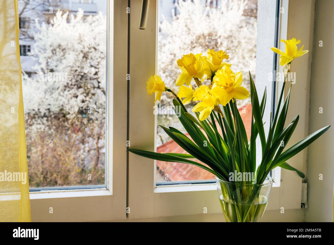 Yellow spring flowers narcissus on windowsill Stock Photo - Alamy