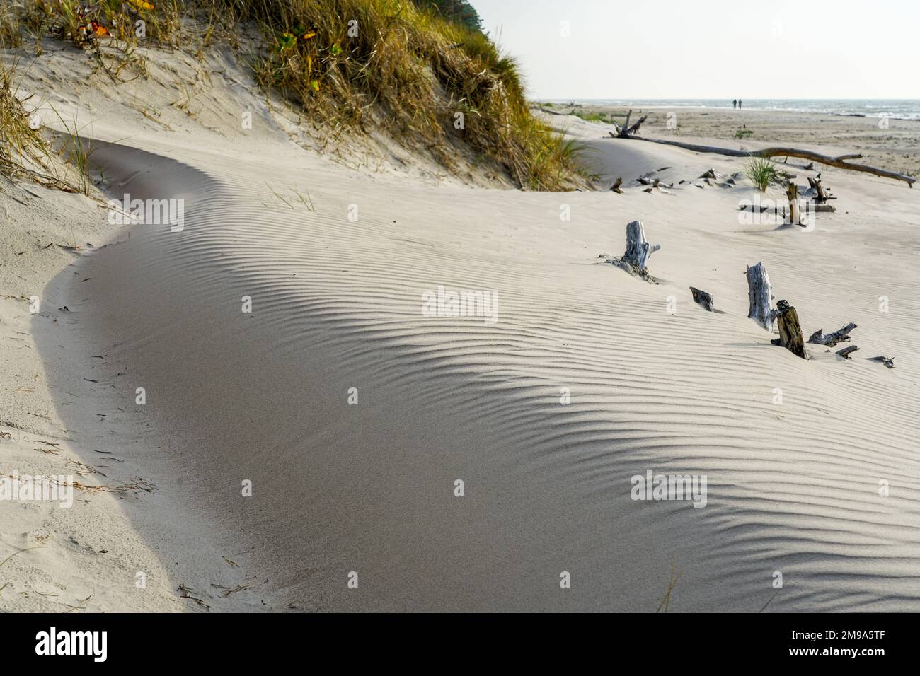Wind-blown rippled sand texture in the sand dunes of the Baltic Sea ...