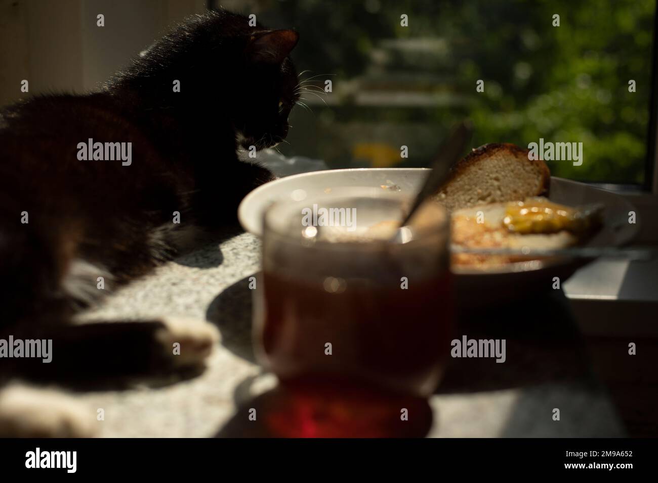 Cat and breakfast on table. Morning in kitchen. Cat is lying on kitchen ...