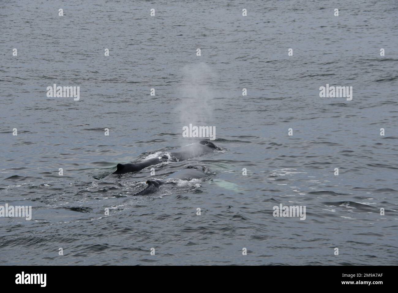 Blue whales pod hi-res stock photography and images - Alamy