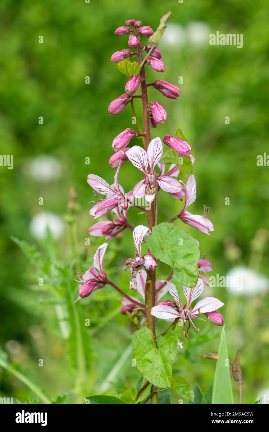 Close up of burning bush (dictamnus albus) flowers in bloom Stock Photo ...