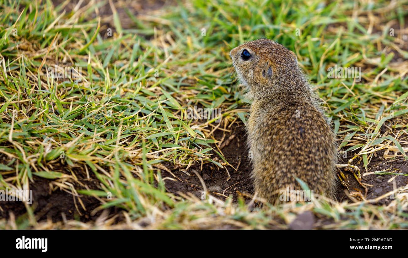 European suslik spermophilus citellus hi-res stock photography and ...
