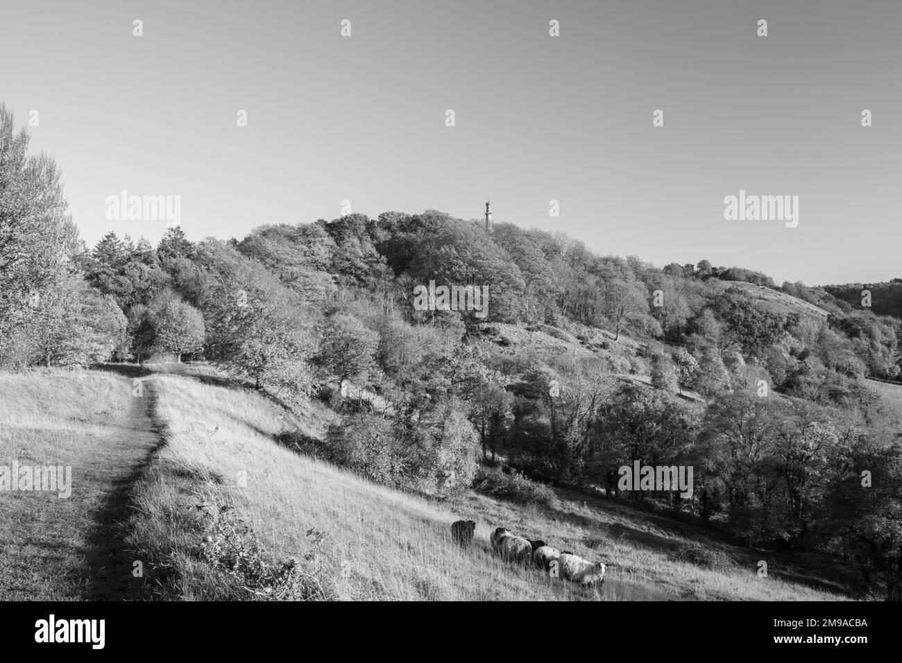 Landscape photo of the Admiral Hood Monument on the Polden Way footpath ...