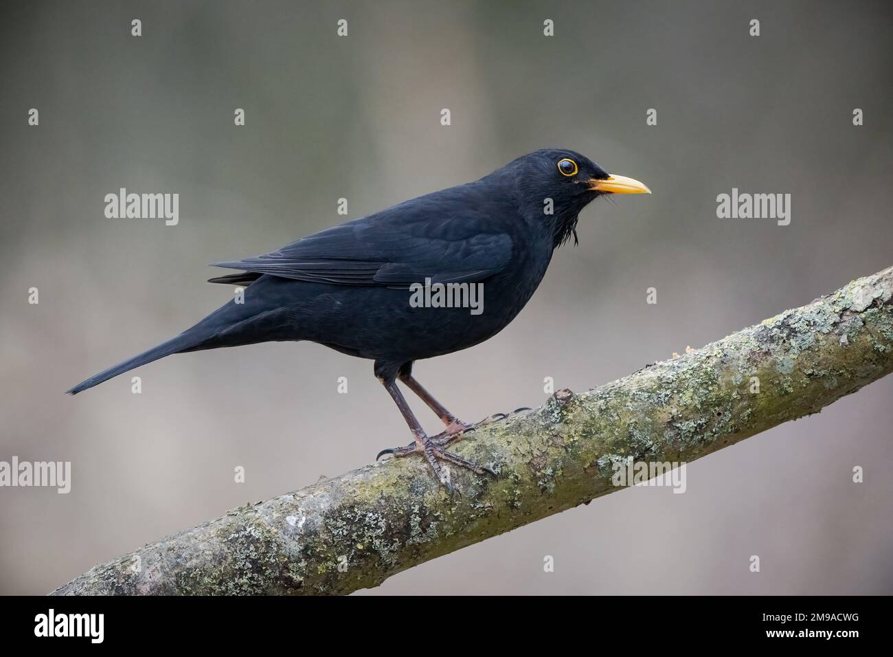 A small black bird perched on a tree branch , the Eurasian blackbird ...