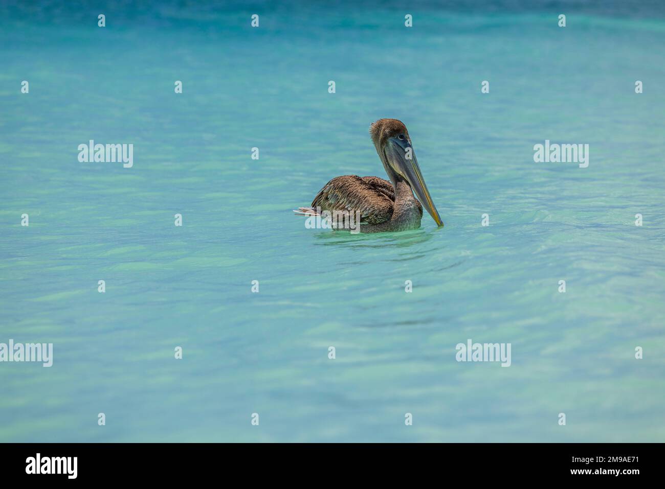 Close-up view of cute pelican on water surface isolated. Aruba ...