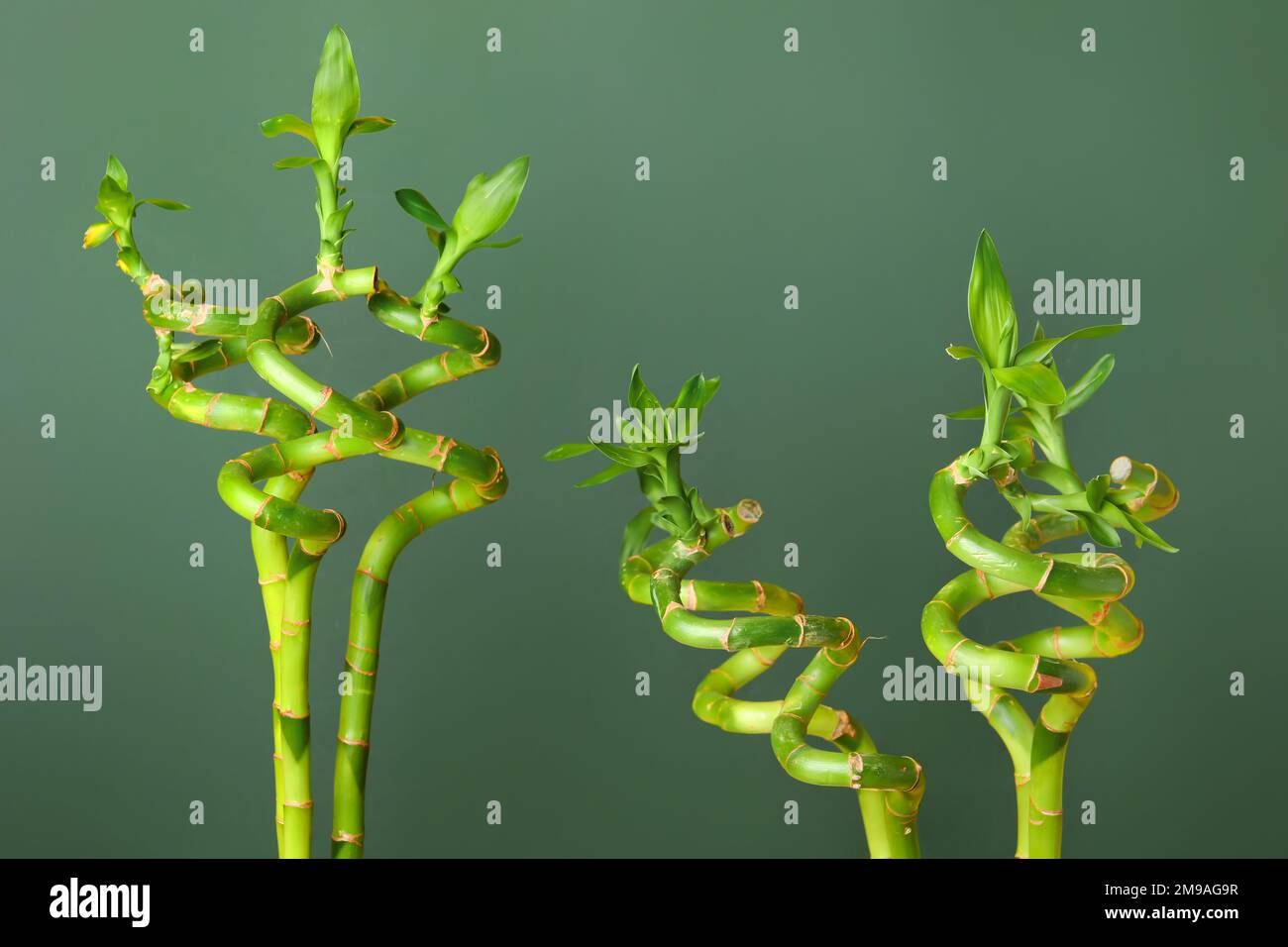 Bamboo stems on green background, closeup Stock Photo - Alamy