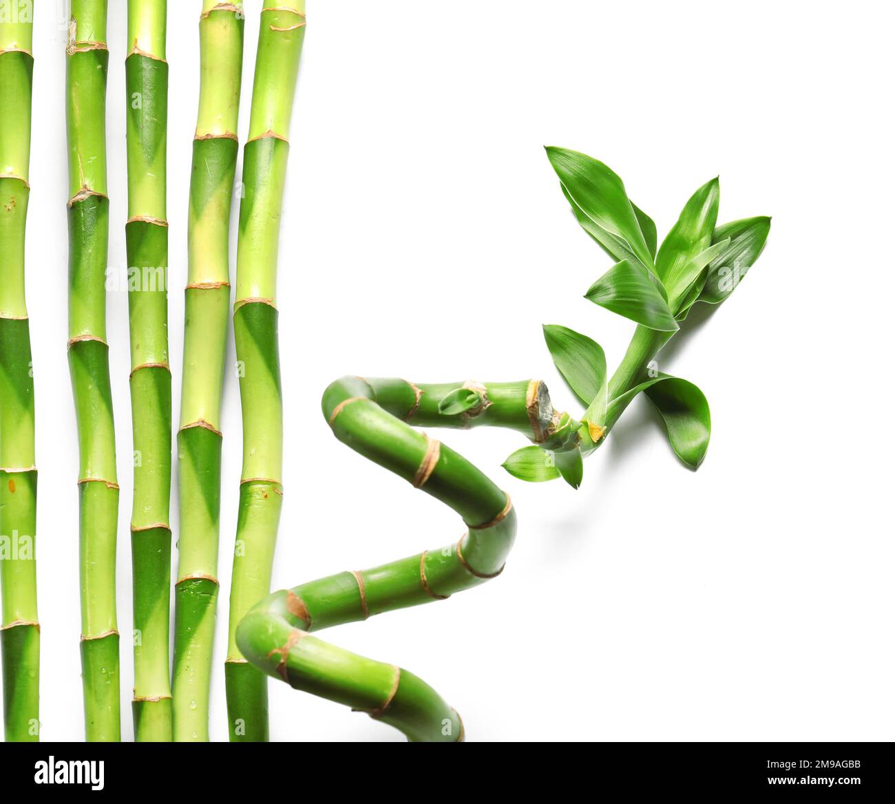 Bamboo branches isolated on white background Stock Photo - Alamy