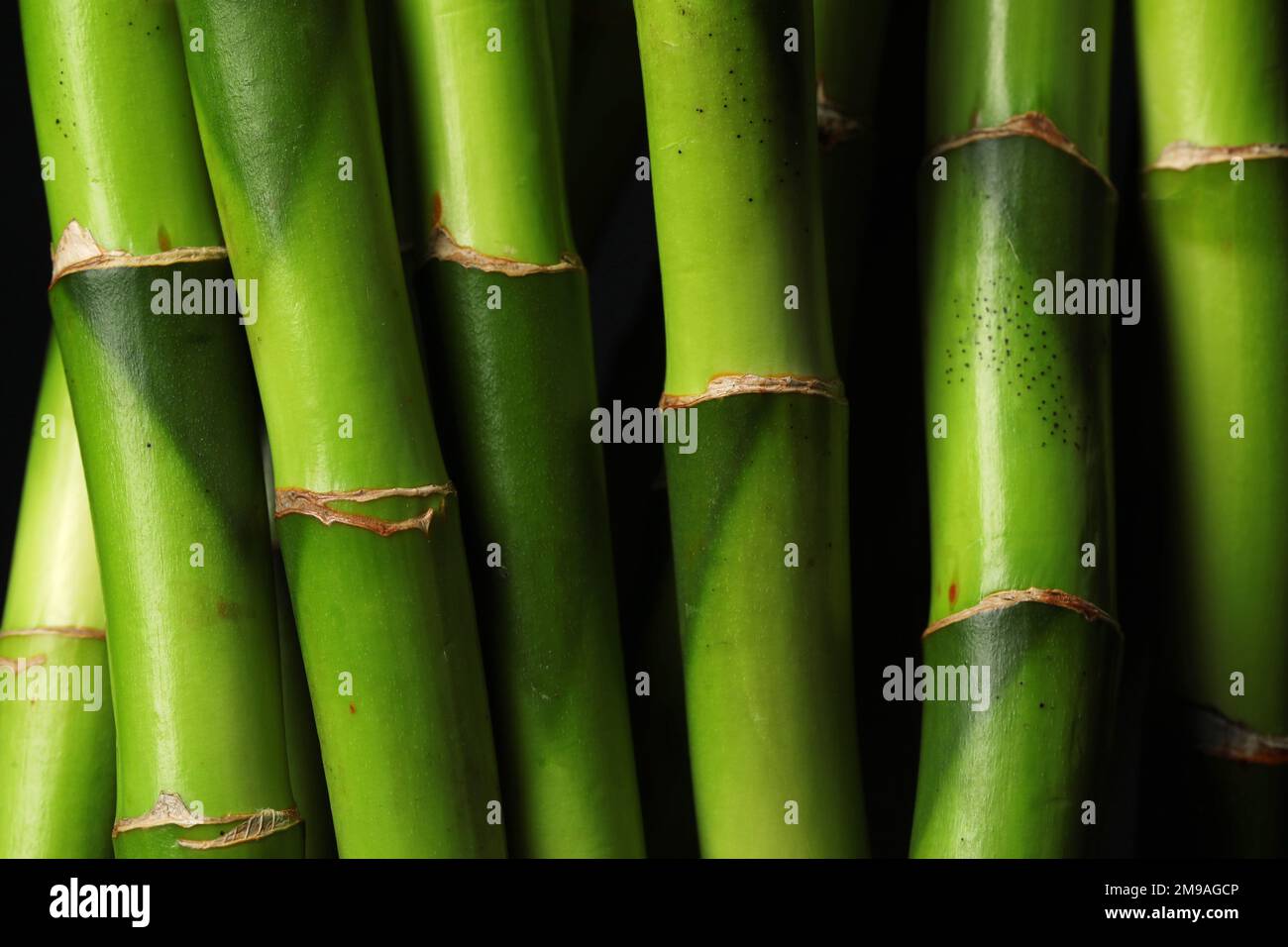 Fresh bamboo stems as background, closeup Stock Photo - Alamy