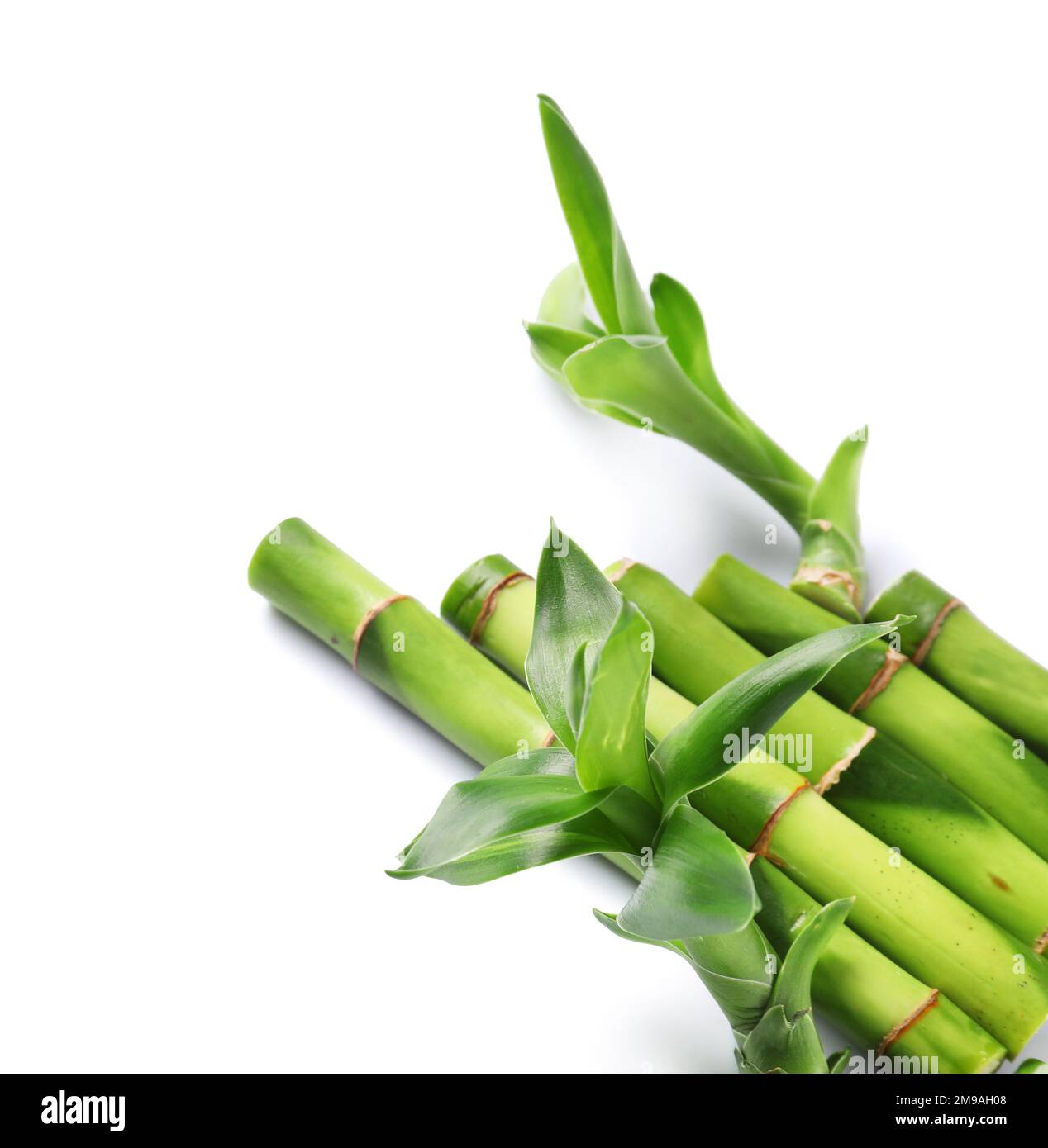 Bamboo stems isolated on white background Stock Photo - Alamy