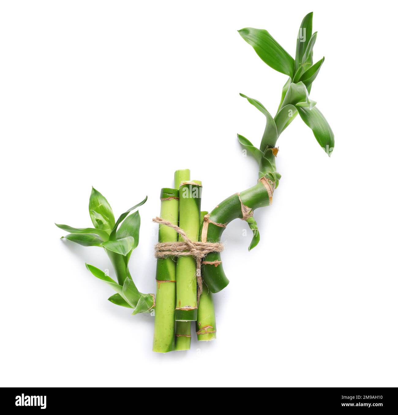 Fresh bamboo stems on white background Stock Photo - Alamy