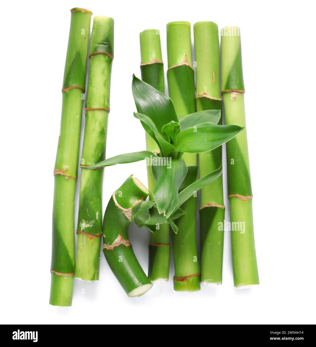 Bamboo stems isolated on white background Stock Photo - Alamy
