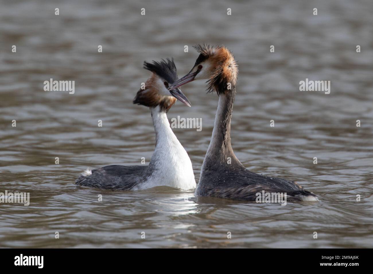 Great Crested Grebes doing their courtship dance Stock Photo - Alamy