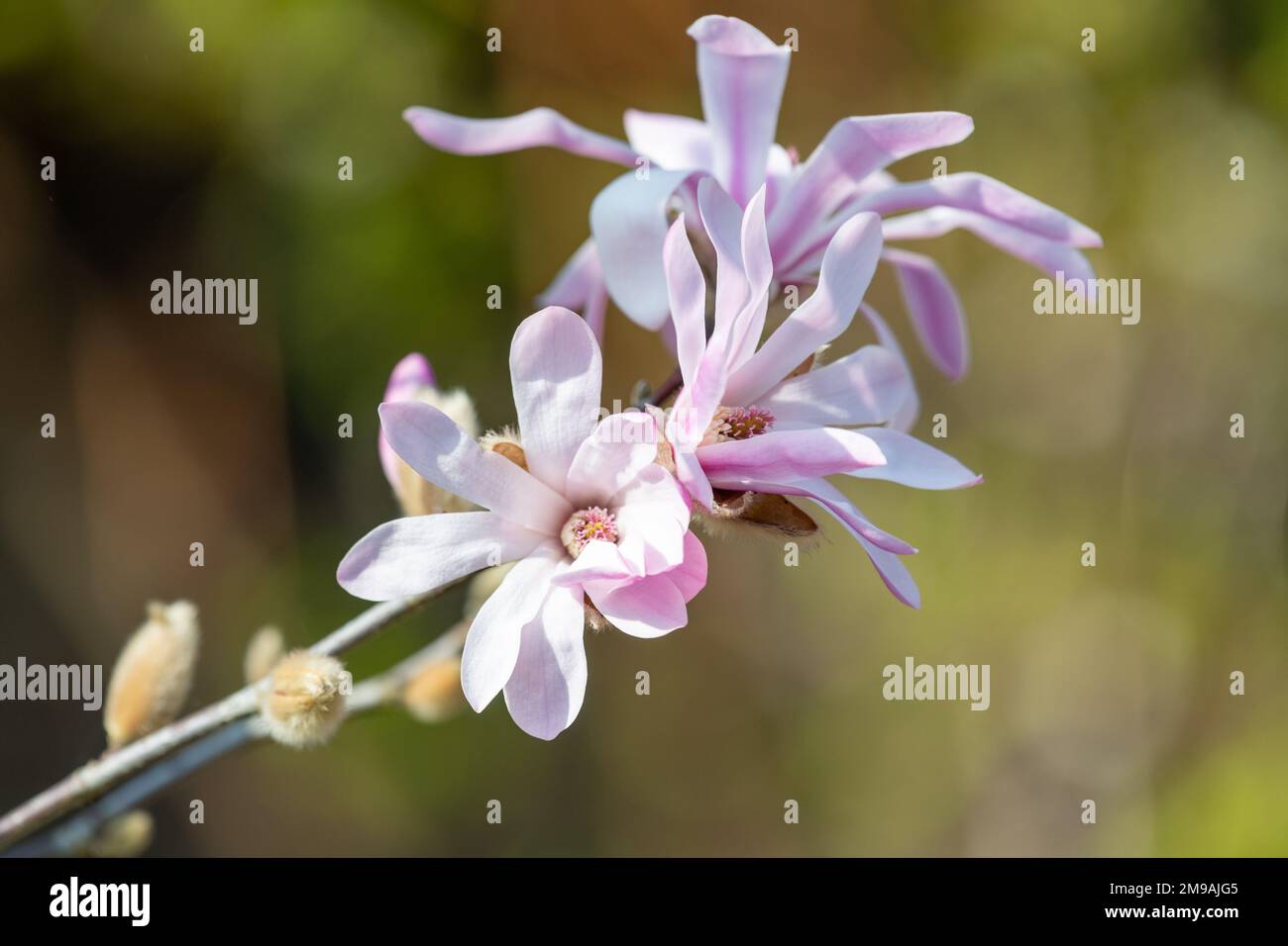 Close up of pink and white magnolia flowers in bloom Stock Photo - Alamy