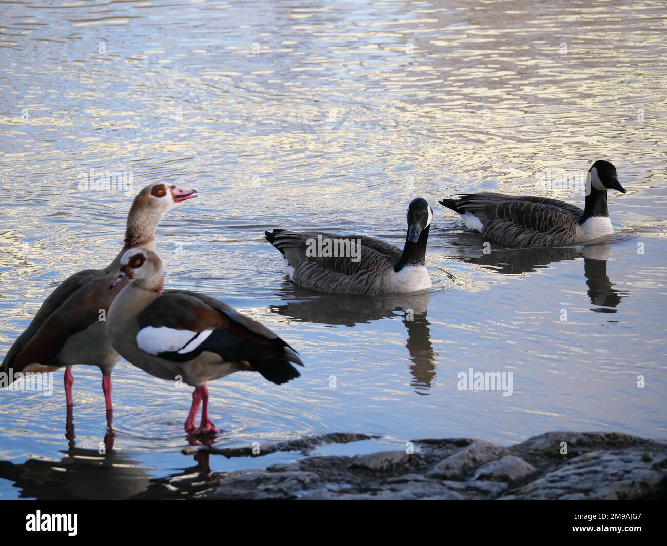 A pair of Canada Goose and Egyptian Goose swimming and standing side by ...