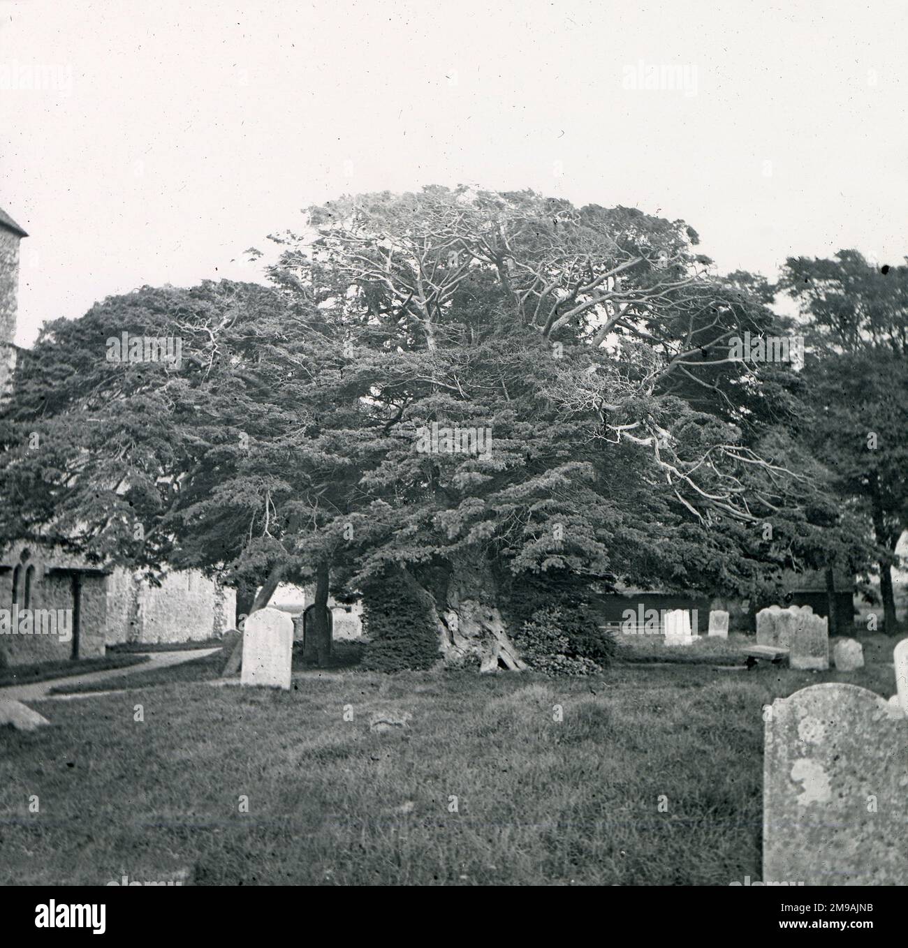 An old yew tree hi-res stock photography and images - Alamy