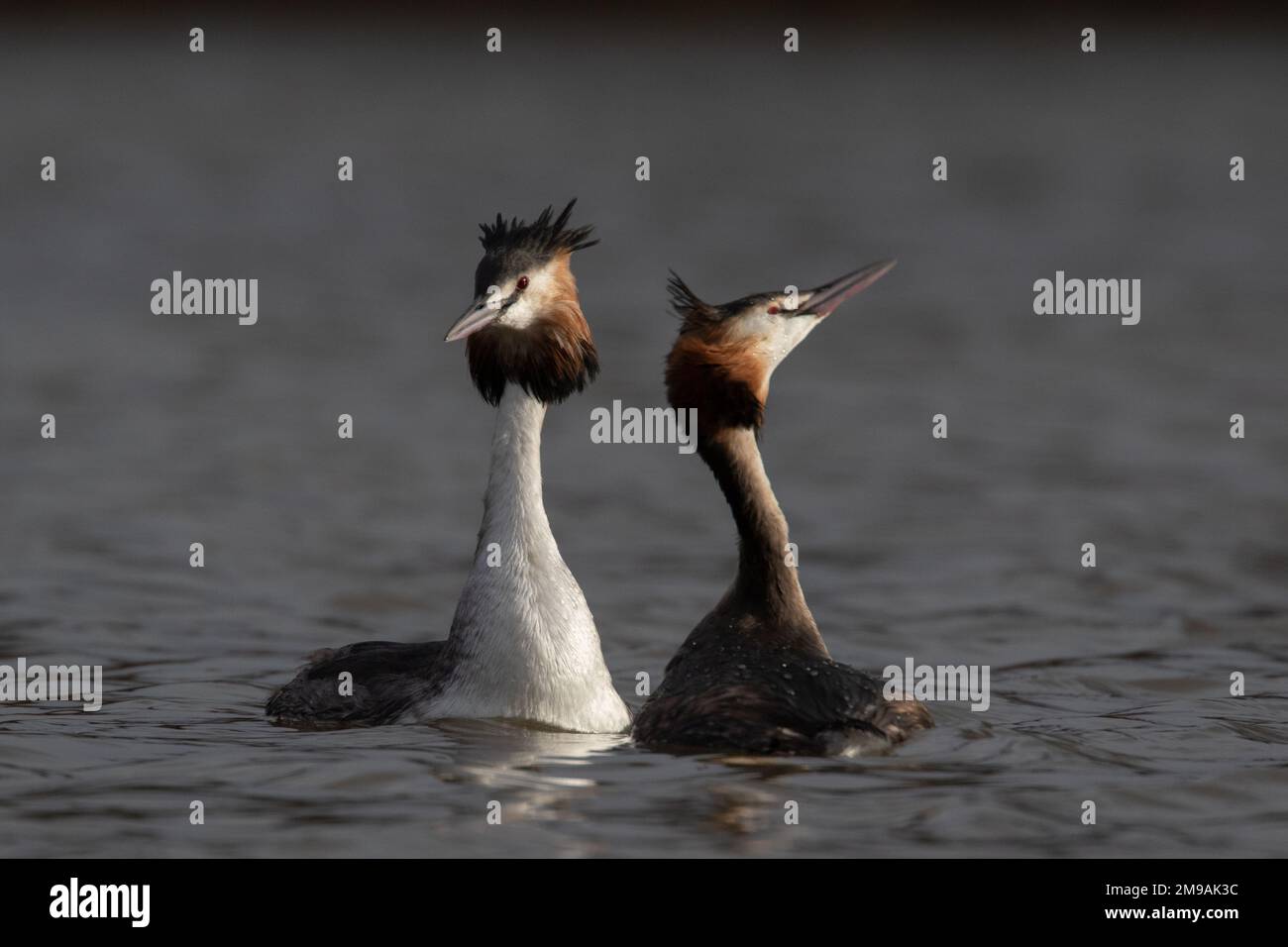 Great Crested Grebes doing their courtship dance Stock Photo - Alamy