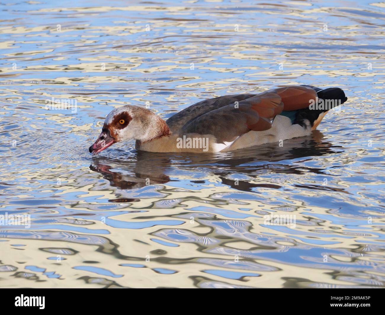A Nile goose, Alopochen aegyptiaca swims on the water surface of a ...