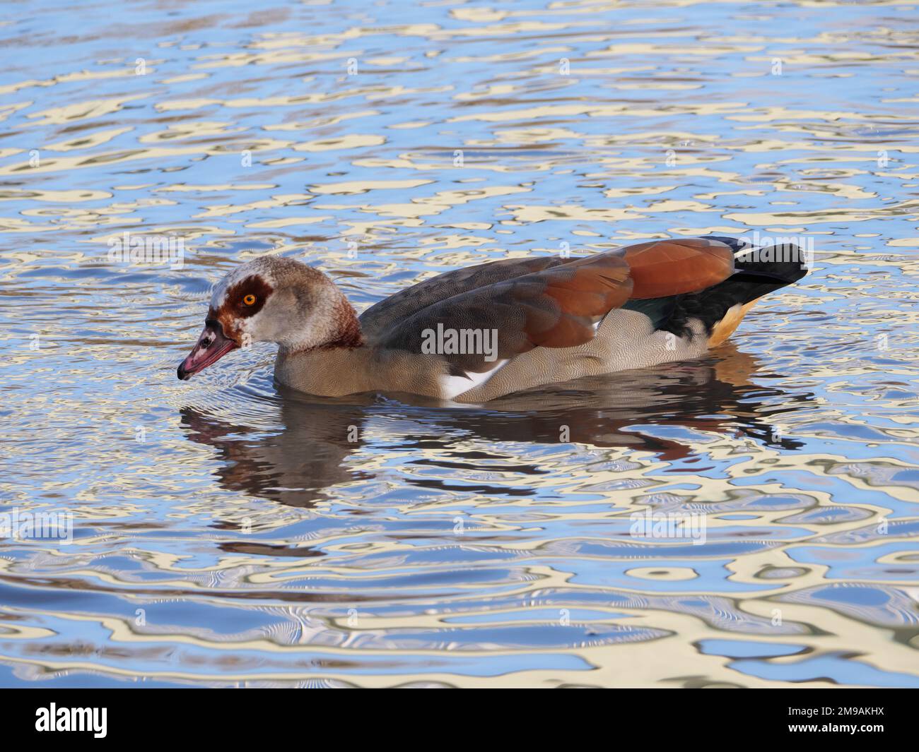 A Nile goose, Alopochen aegyptiaca swims on the water surface of a ...