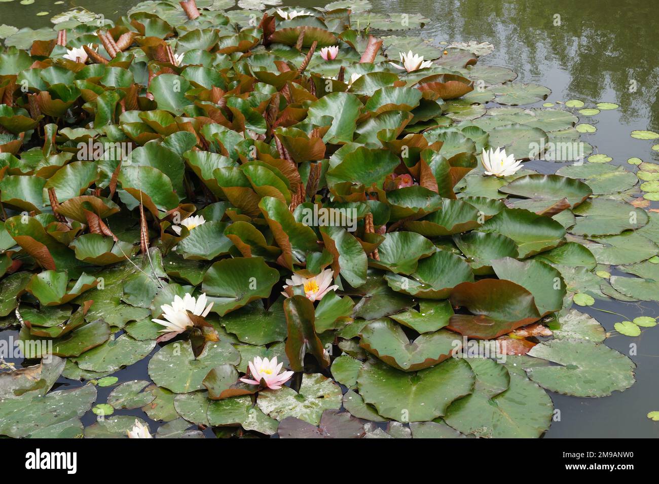 Beautiful water lilies hi-res stock photography and images - Alamy