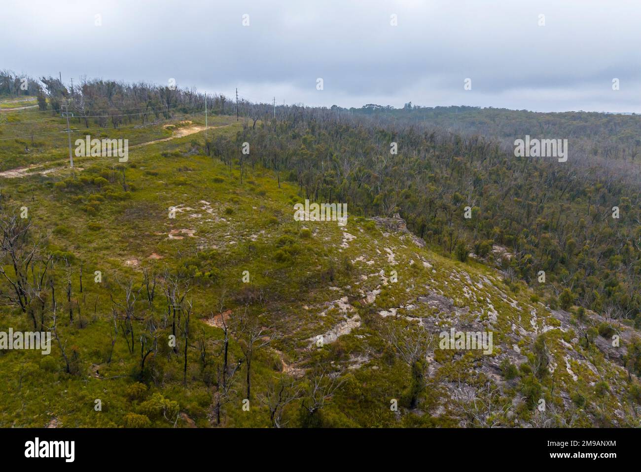 Landscape trees on bushland forest hi-res stock photography and images ...