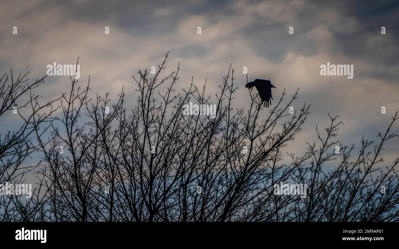 Landscape in north Austia in winter sunny morning without fresh snow ...
