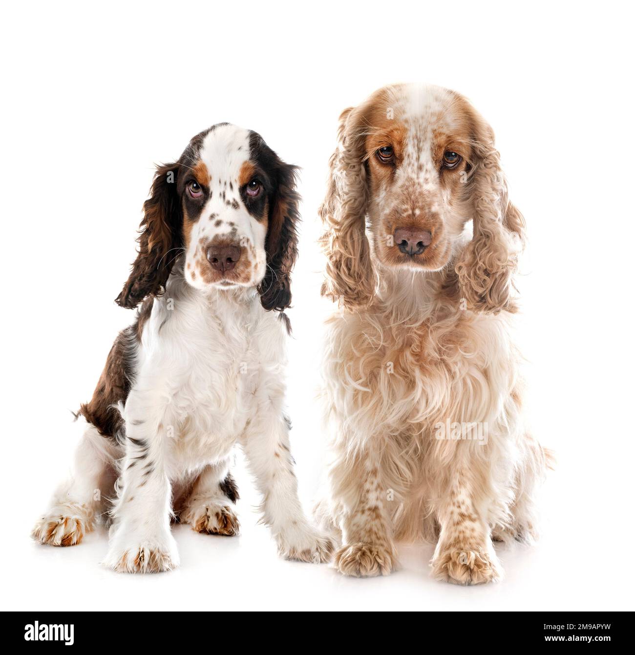 English Cocker Spaniels in front of white background Stock Photo - Alamy