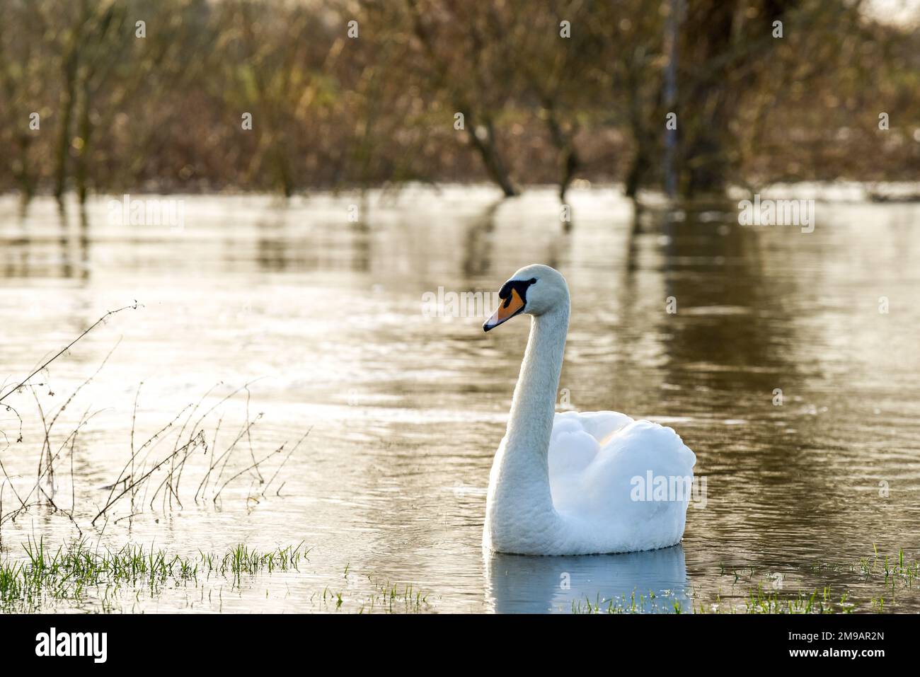 White swan in evening light of the sunset on a lake Stock Photo - Alamy