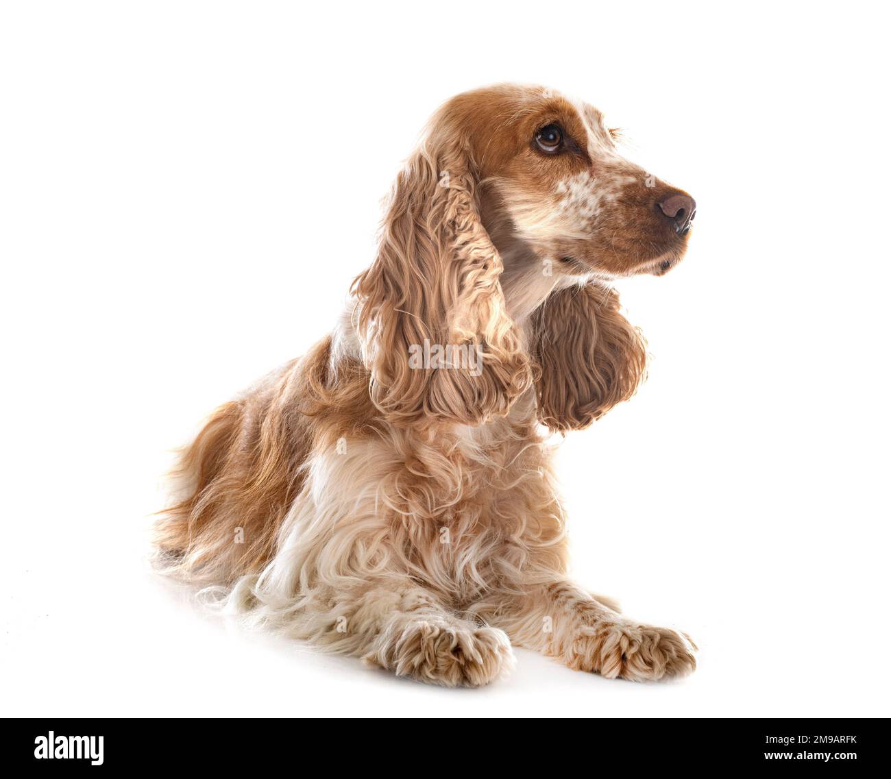 English Cocker Spaniel in front of white background Stock Photo - Alamy
