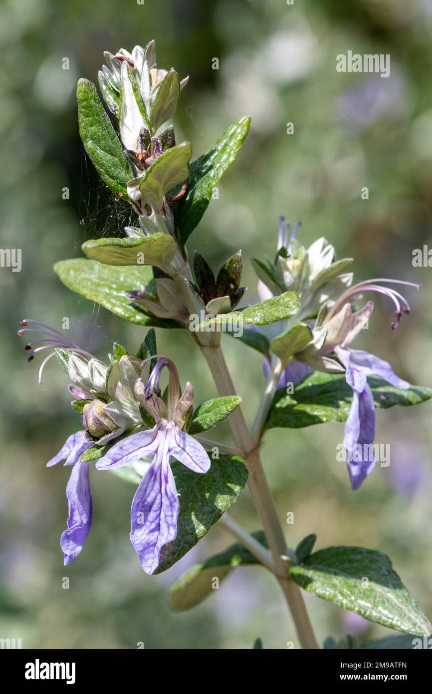Teucrium fruticans hi-res stock photography and images - Alamy