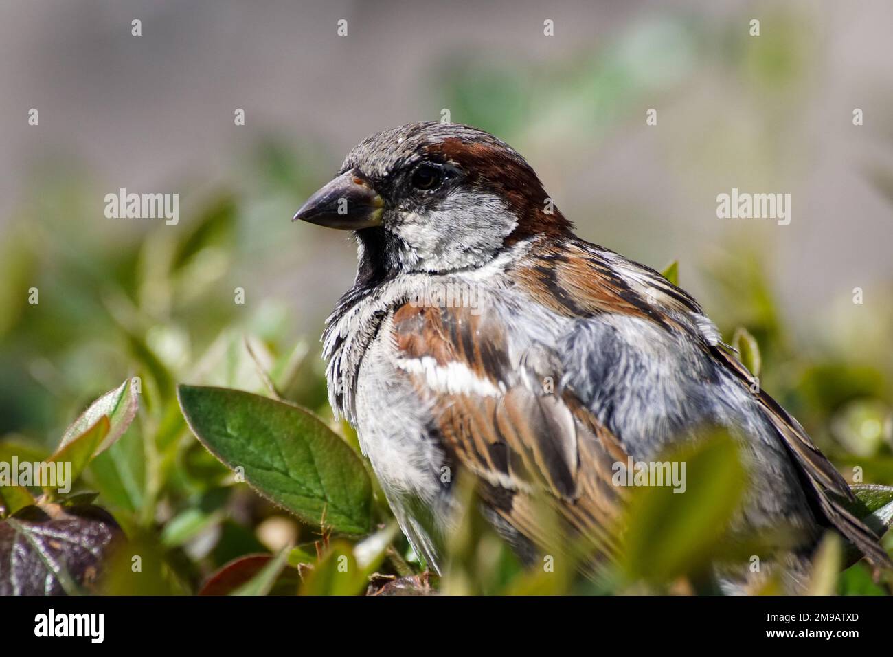 Sparrow in bushes hi-res stock photography and images - Alamy