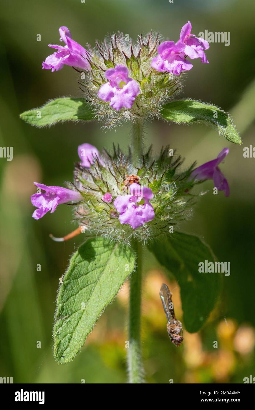 Macro shot of a wild basil (clinopodium vulgare) plant in bloom Stock ...