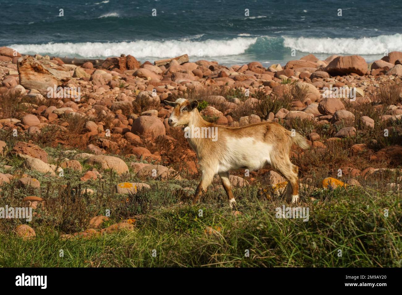 Cami de Valls, goat walking, hiking trails of Menorca, GR 223 ...